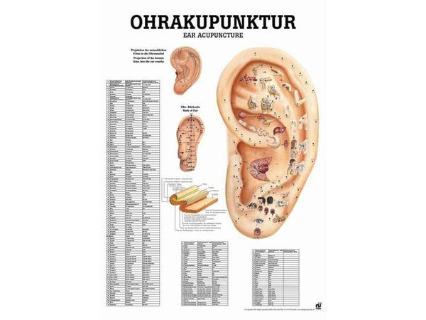 Rüdiger Anatomie Poster 70 x 50 cm laminé allemand - MEDiDOR Healthcare ...
