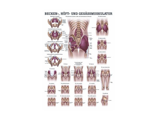 Rüdiger Anatomie Poster 70 x 50cm - MEDiDOR Healthcare & Therapie