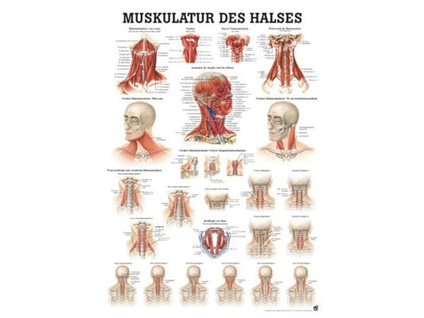 Rüdiger Anatomie Poster 70 x 50cm laminiert - MEDiDOR Healthcare & Therapie