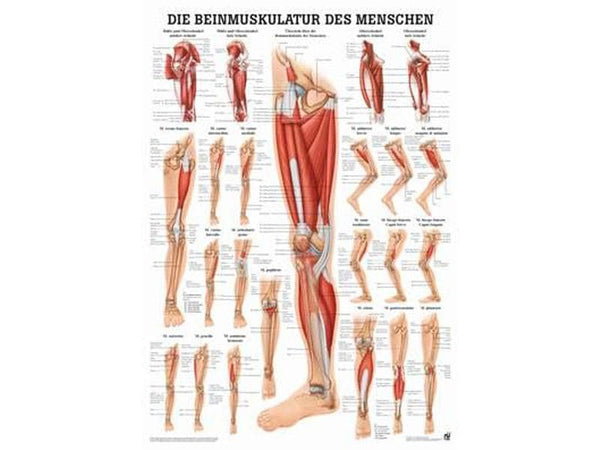 Rüdiger anatomy poster 70 x 50cm laminated - MEDiDOR Healthcare & Therapie
