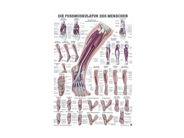 Rüdiger Anatomie Poster 70 x 50cm laminiert - MEDiDOR Healthcare & Therapie