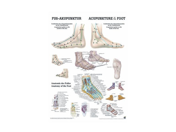 Rüdiger Anatomie Poster 70 x 50cm laminiert - MEDiDOR Healthcare & Therapie