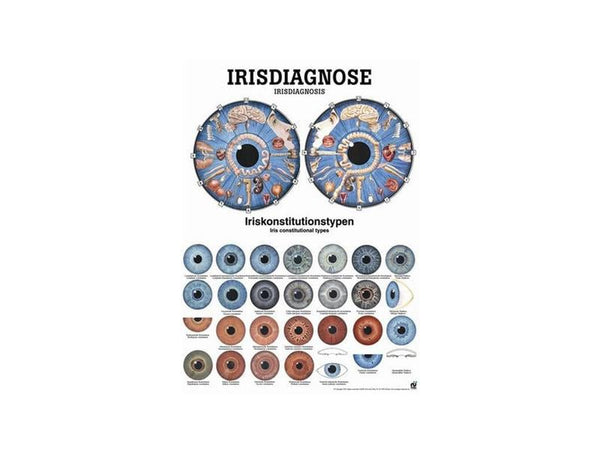 Rüdiger Anatomie Poster 70 x 50cm laminiert - MEDiDOR Healthcare & Therapie