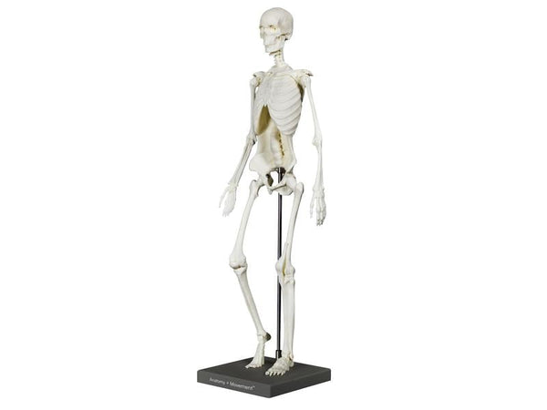 Balanced Body Anatomy in Three Dimensions™ Skelett - MEDiDOR Healthcare ...