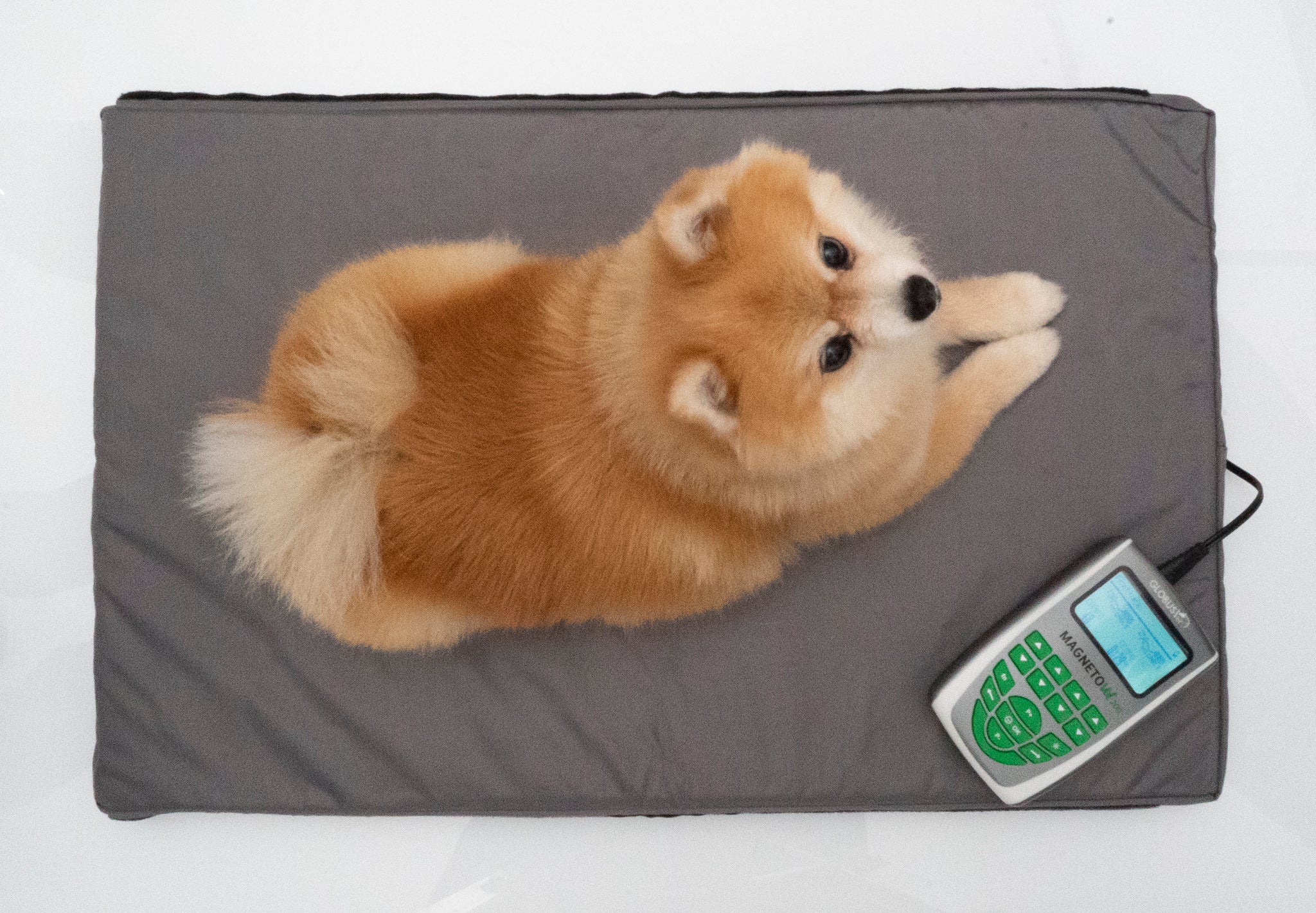 GLOBUSVet Magnetovet 200 incl. mat - MEDiDOR Healthcare & Therapy