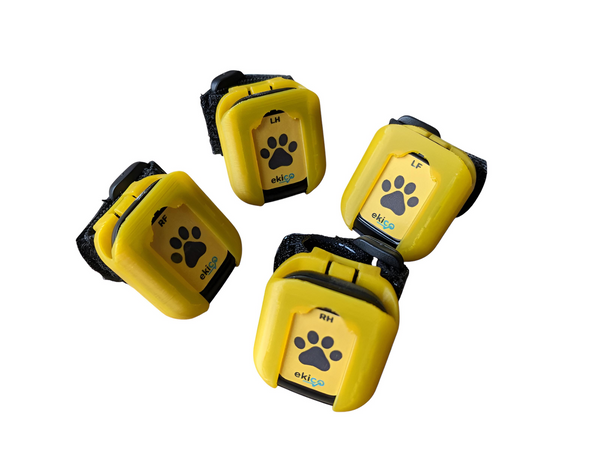 Animal therapy - MEDiDOR Healthcare & Therapy